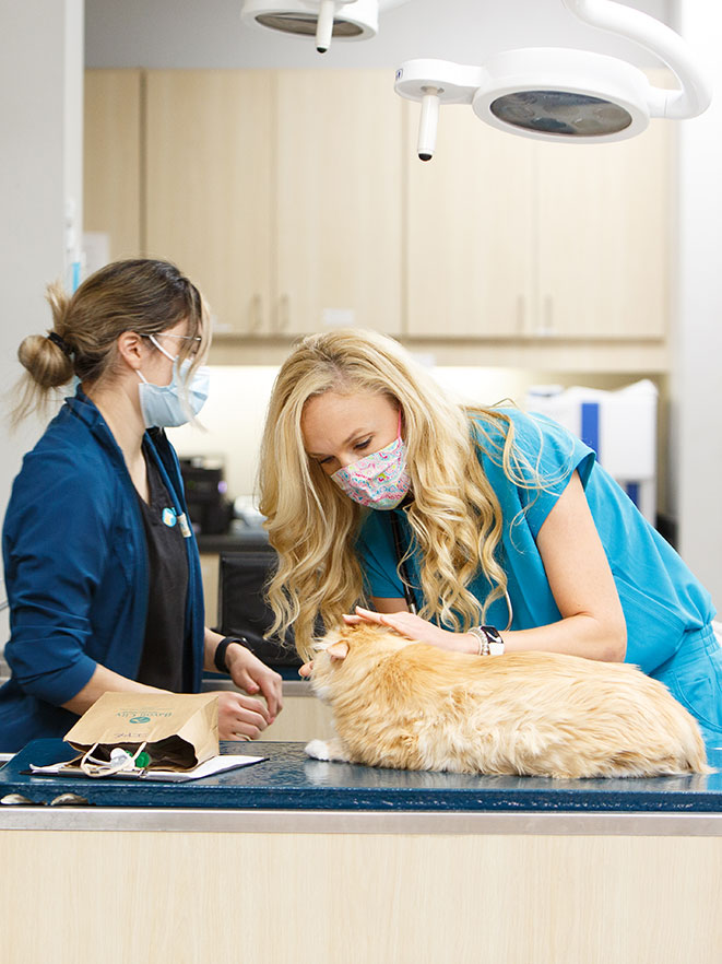 Wellness & Prevention - Vet in Houston | Bayou City Veterinary Hospital